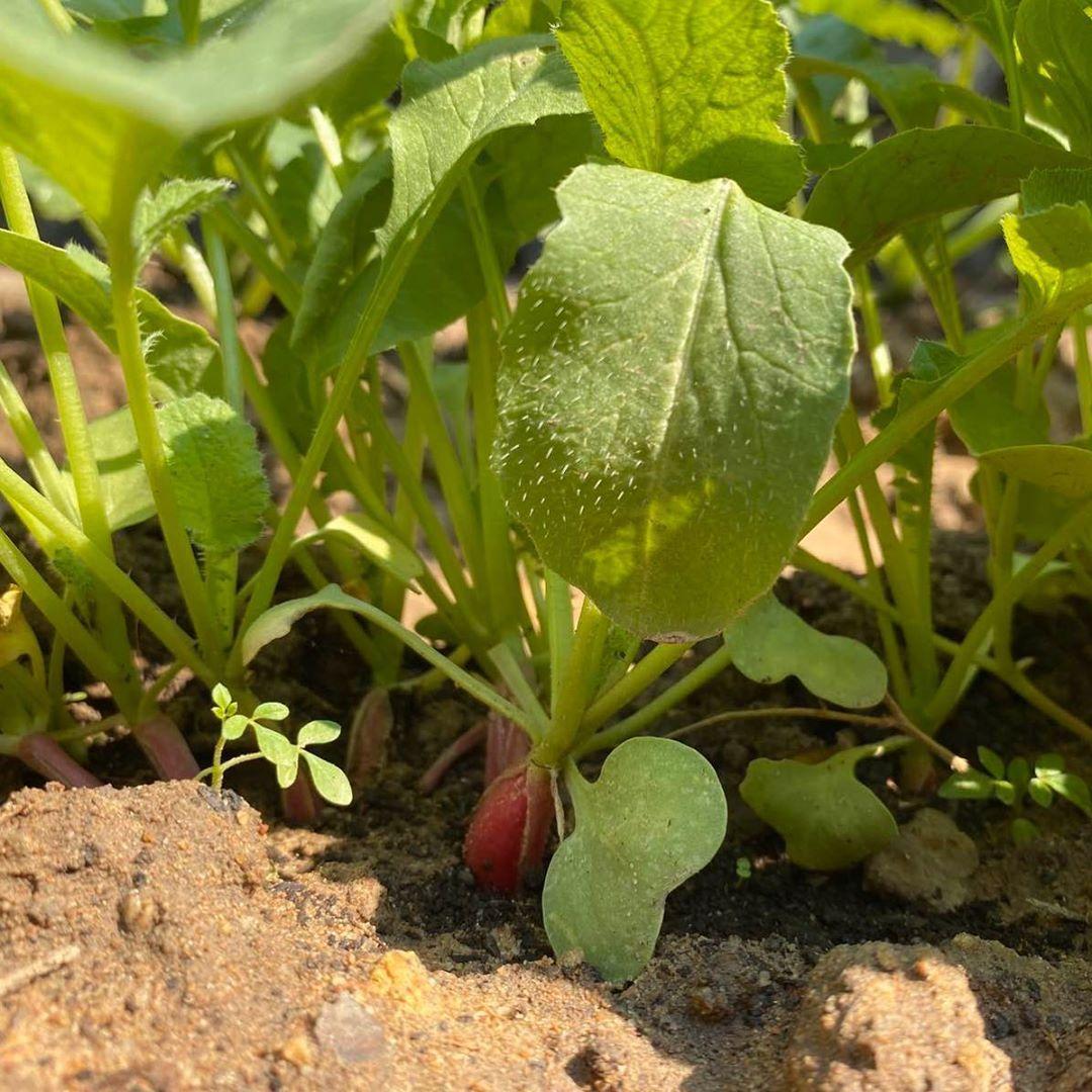Healthy Tasty Produce in Cambodia | Living Cambodia Blog
