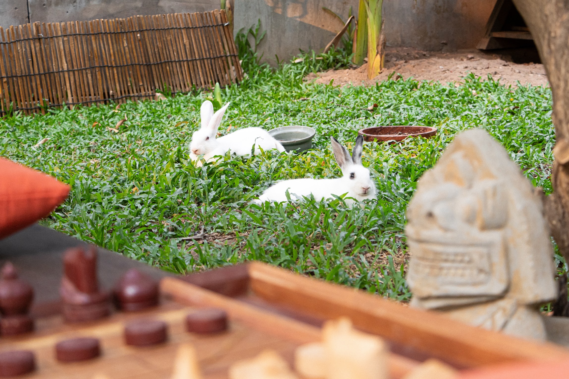 Pet Starring at Green Resort | Living Cambodia Blog